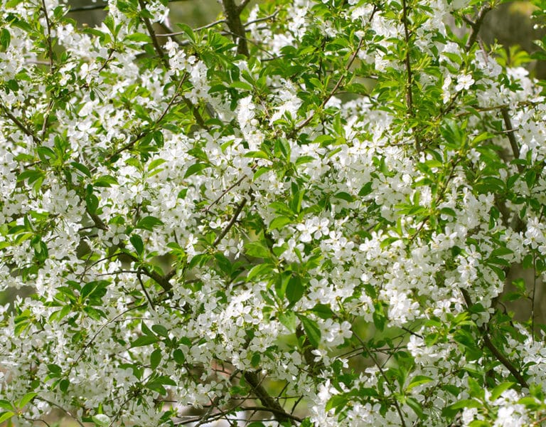 Fannin Trees | Fannin Tree Farms