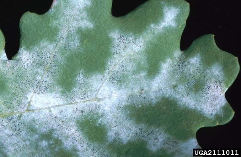 Powdery Mildew in Trees