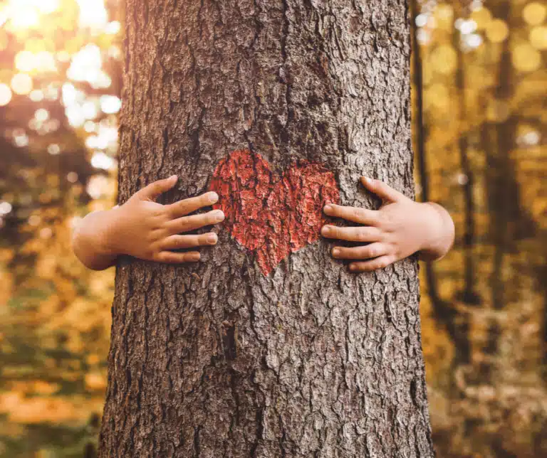 How-To Care for Your Trees This Fall - Fannin Tree Farm