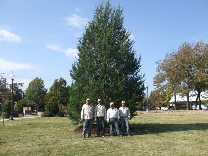Service is Golden - Fannin Tree Farm