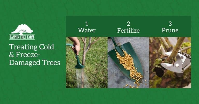 How to Treat Freeze-Damaged Trees - Fannin Tree Farm