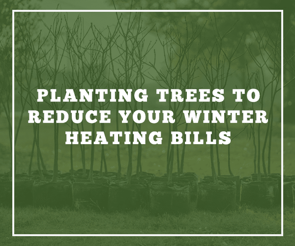 Planting Trees to Reduce Your Winter Heating Bills