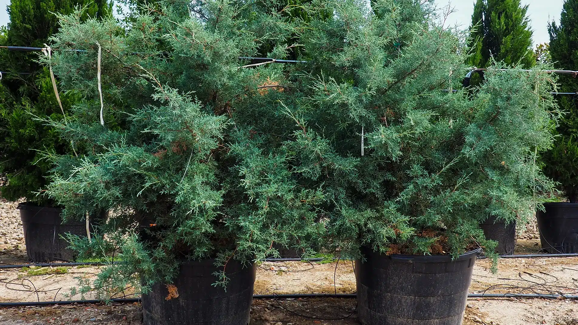 Carolina Sapphire Cedar Tree