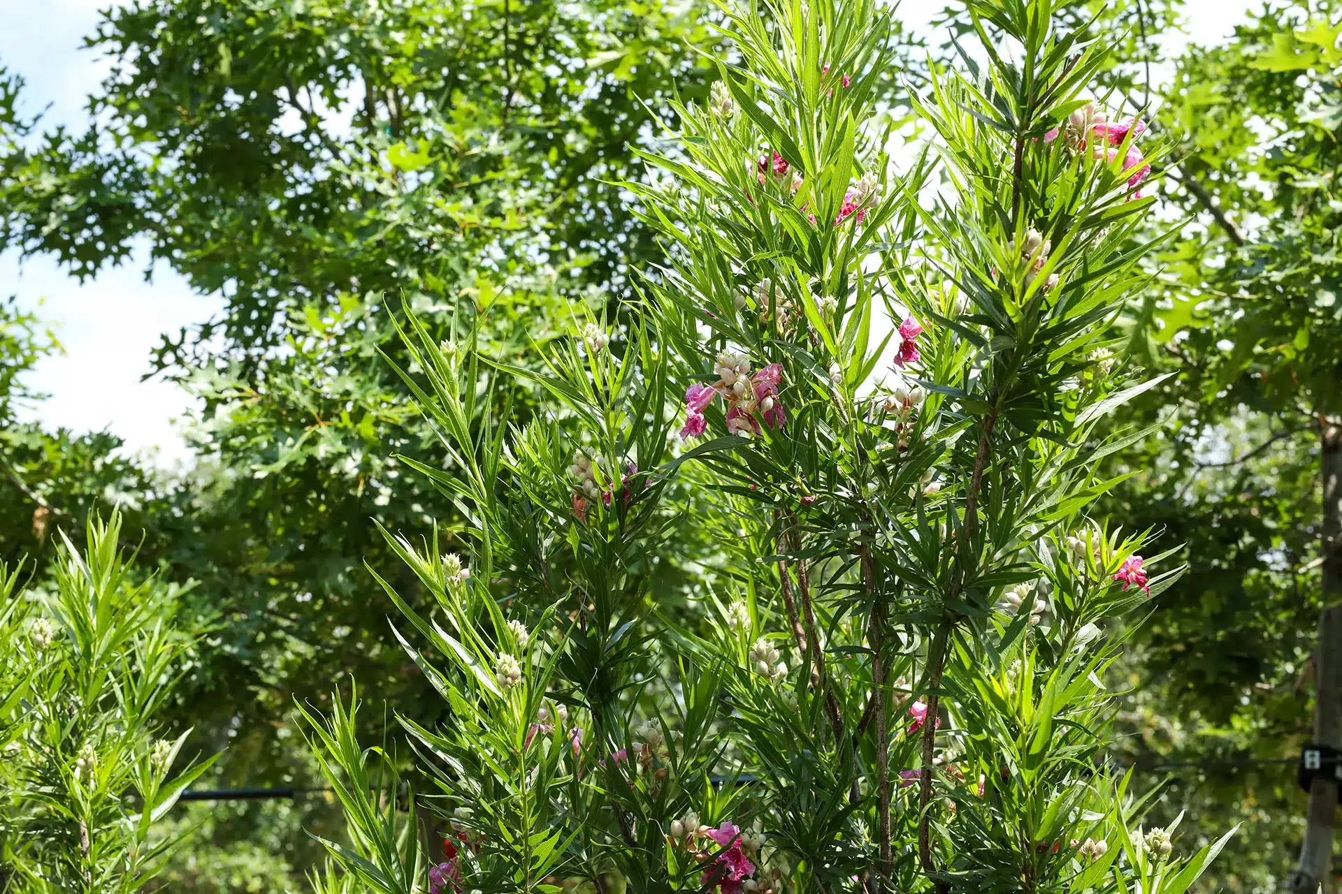 Desert Willow - Fannin Tree Farm