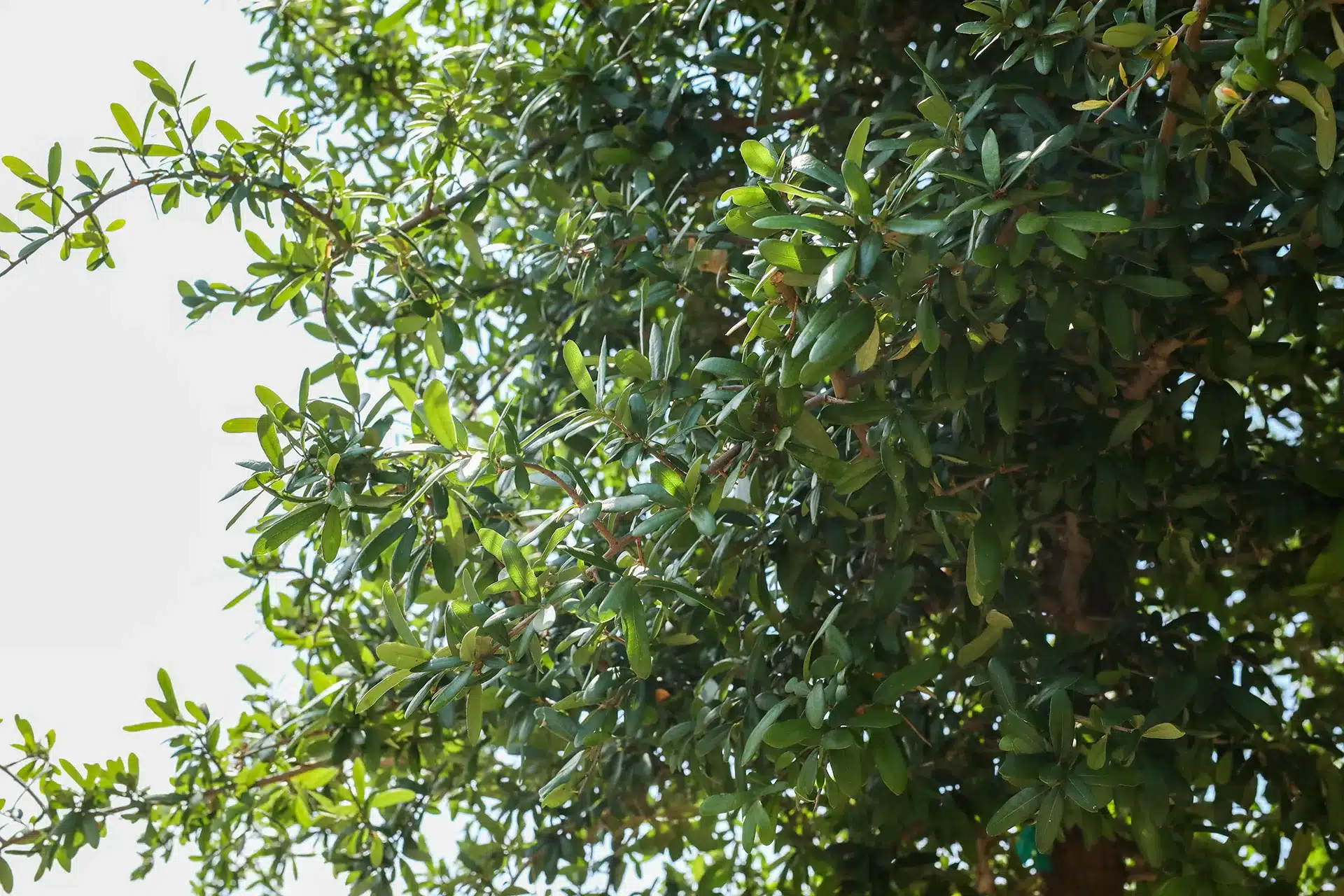 Live Oak Trees for Sale - Texas Tree Farm in McKinney, TX