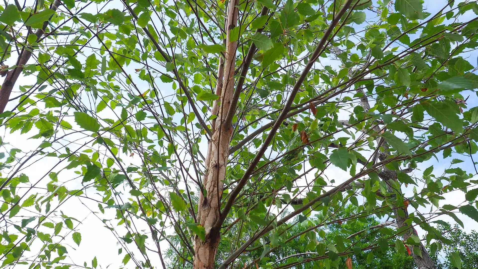 River Birch Tree - Fannin Tree Farm