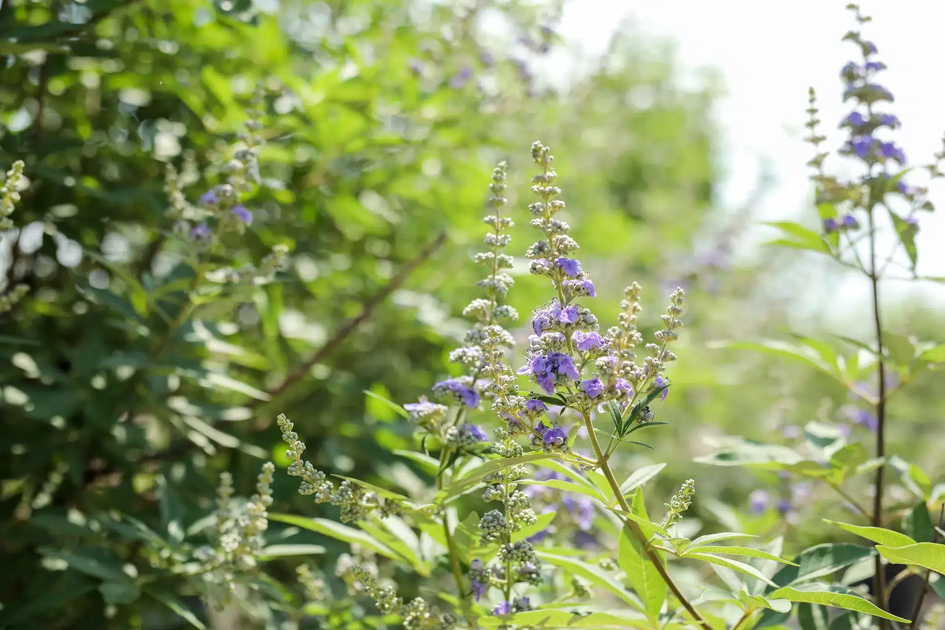 Vitex Trees for Sale - Texas Tree Farm in McKinney, TX
