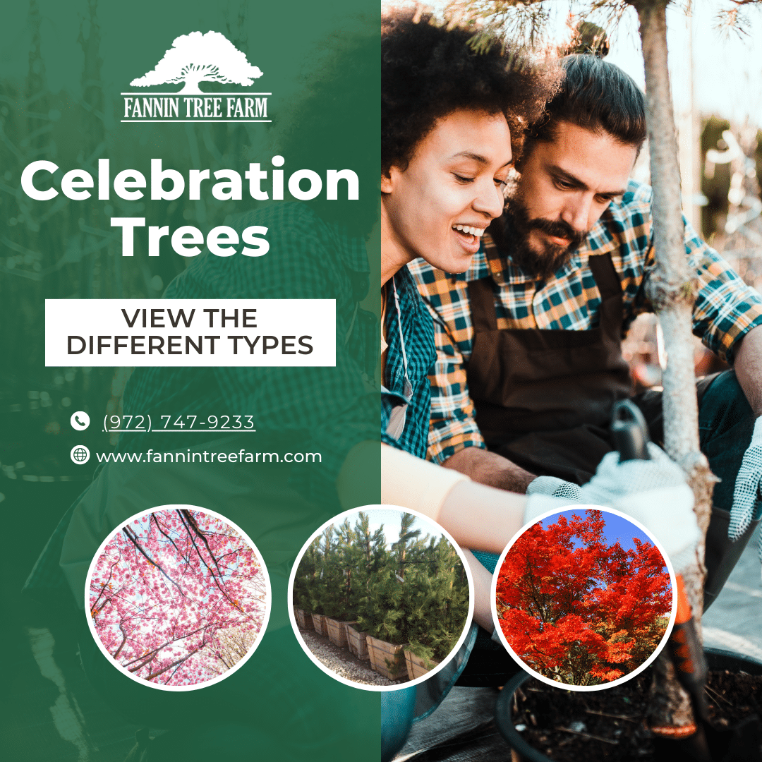 Remembrance and Celebration Trees | Fannin Tree Farm