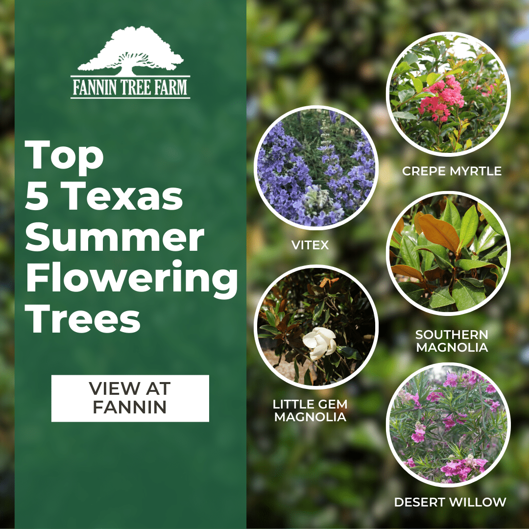 Texas' Top 5 Summer Flowering Trees - Fannin Tree Farm