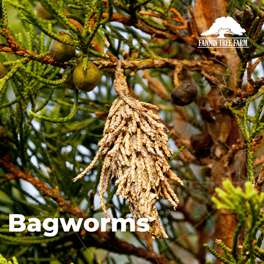 Pine Tree Cocoons Worms