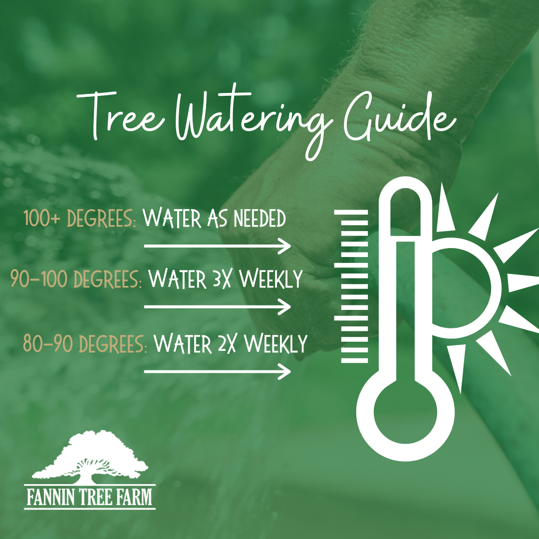 How to Take Care of Your Tree During Summer Heat & Droughts
